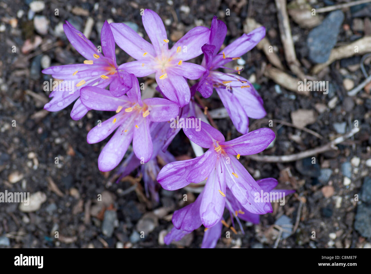 Colchicum autumnale major (Autumn crocus Stock Photo - Alamy