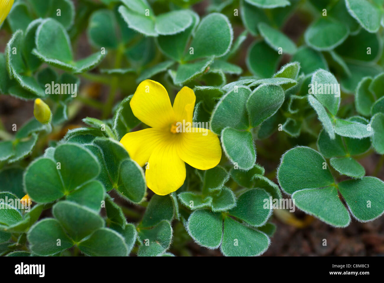 Oxalis purpurea 'Ken Aslet' Stock Photo - Alamy