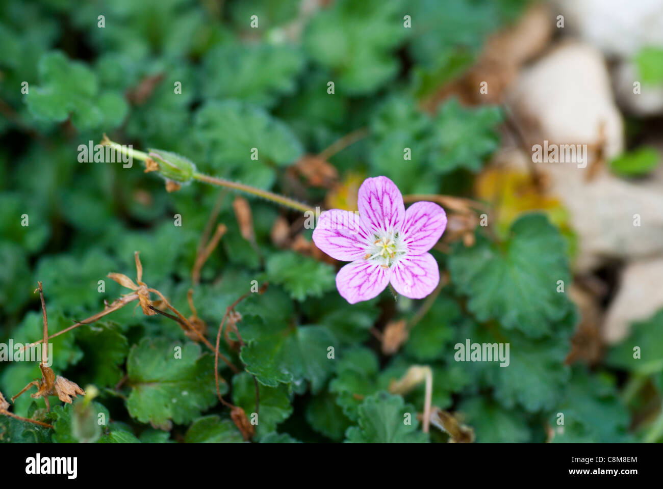 erodium x variabile 'roseum' Stock Photo - Alamy