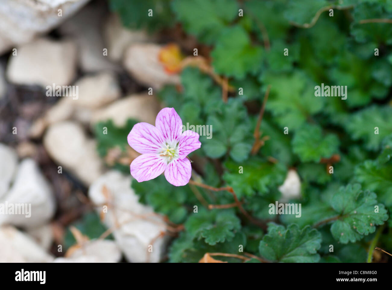Erodium roseum hi-res stock photography and images - Alamy