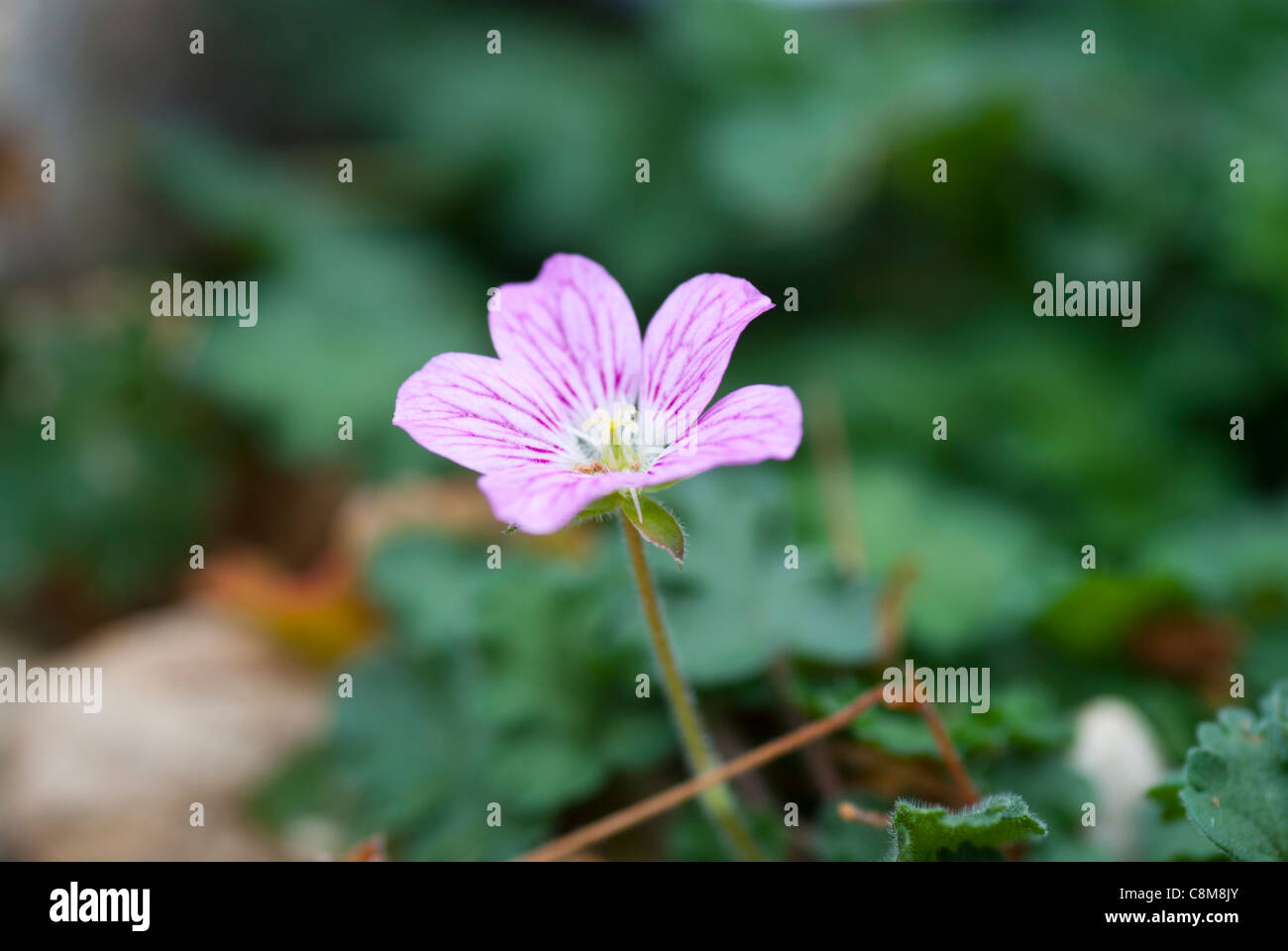 Erodium Variabile Roseum High Resolution Stock Photography and Images ...
