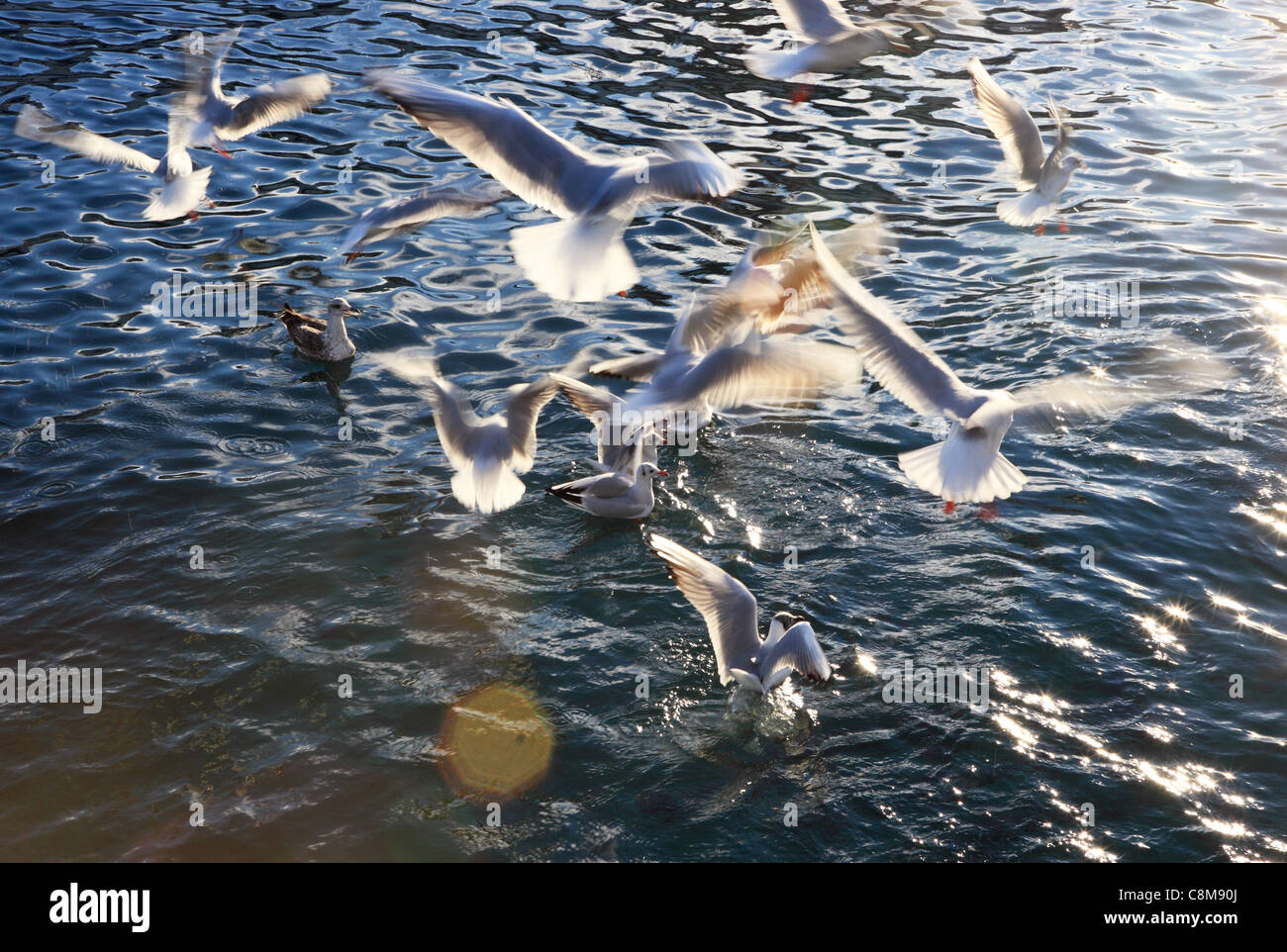 Sea gulls flapping over the sea as the end of day Stock Photo - Alamy