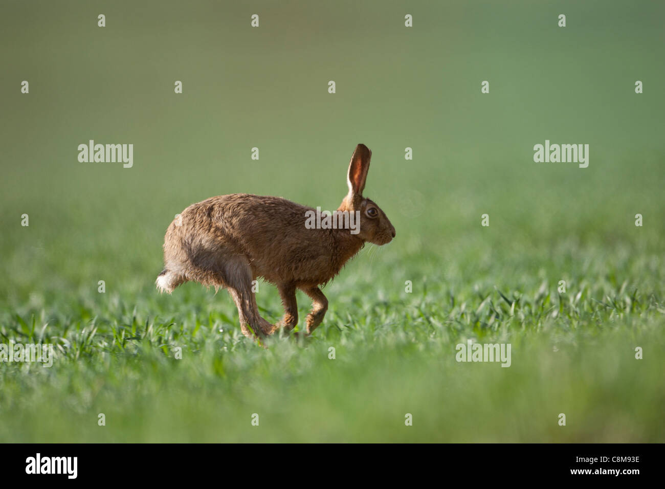 brown hare runs through wet grass in a Hampshire field Stock Photo - Alamy