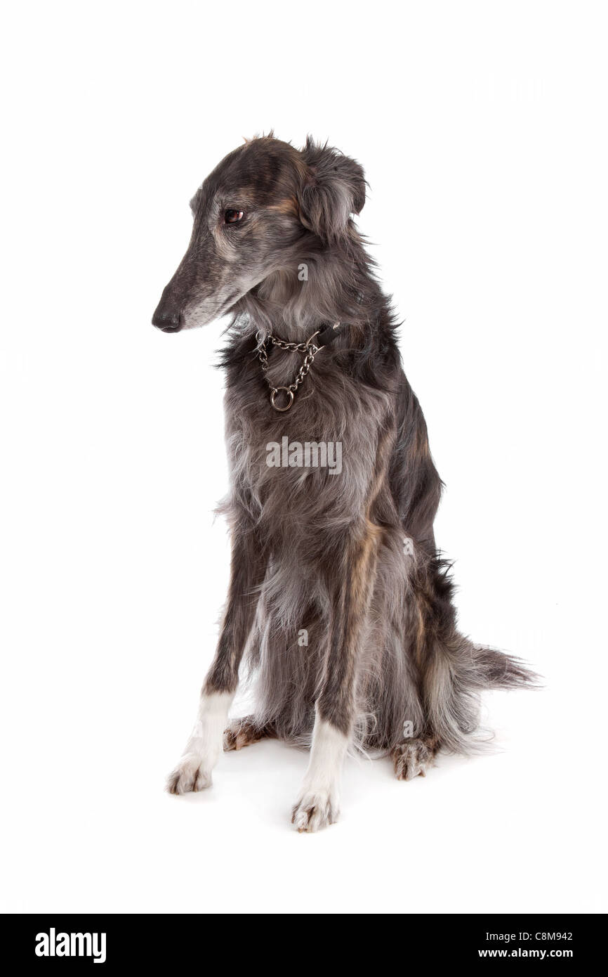 Silken windhound in front of a white background Stock Photo - Alamy