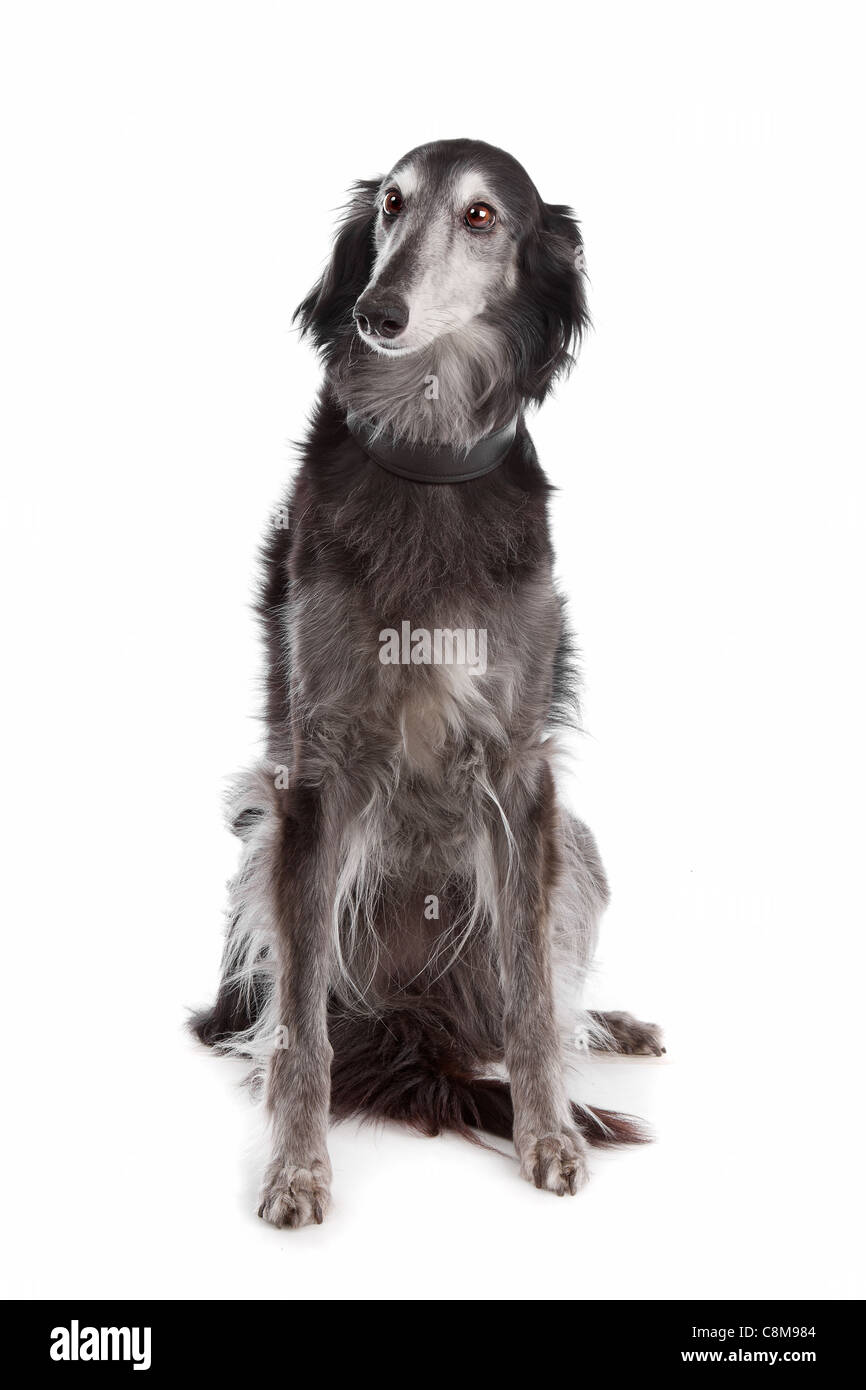 Silken windhound in front of a white background Stock Photo - Alamy
