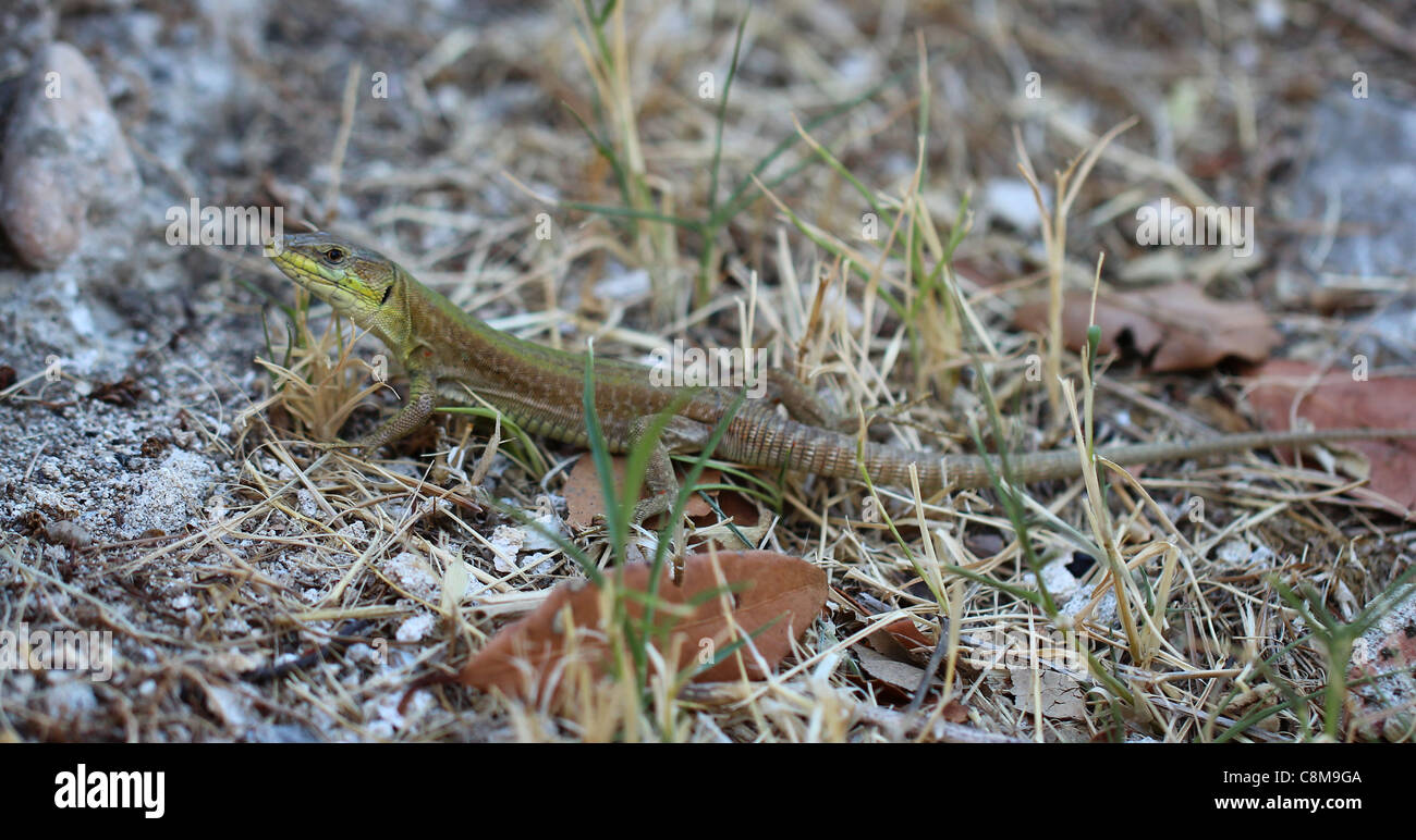 The lizzard hi-res stock photography and images - Alamy