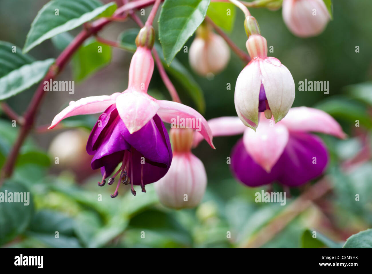 Cultivation lavender in bloom hi-res stock photography and images - Alamy