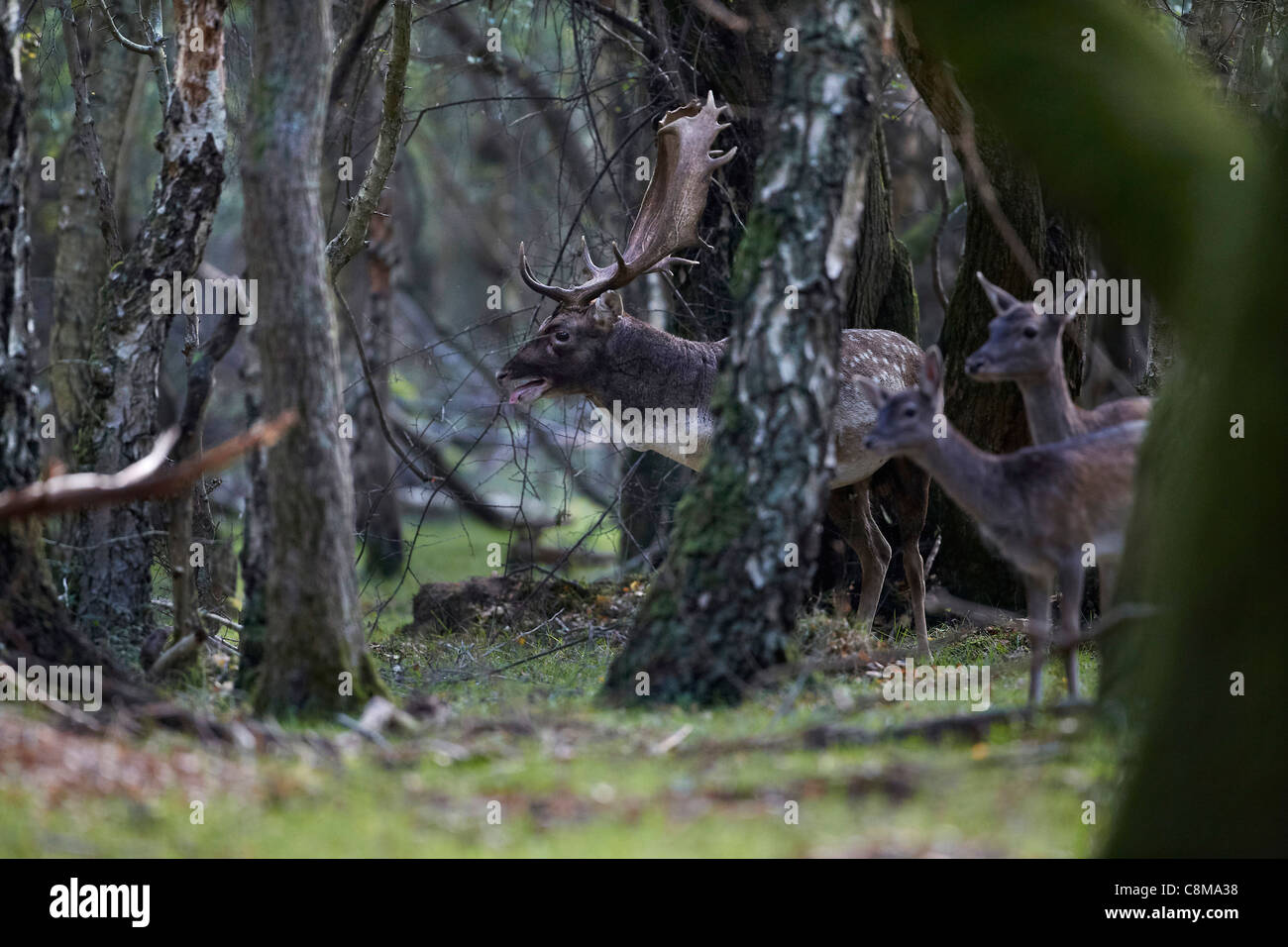 Fallow deer uk rut hi-res stock photography and images - Alamy
