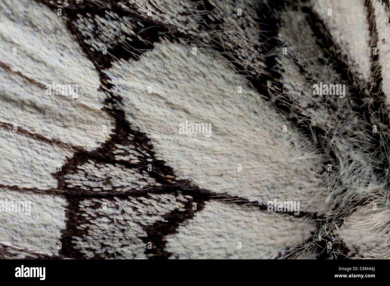 marbled white butterfly wing in Hampshire Stock Photo - Alamy