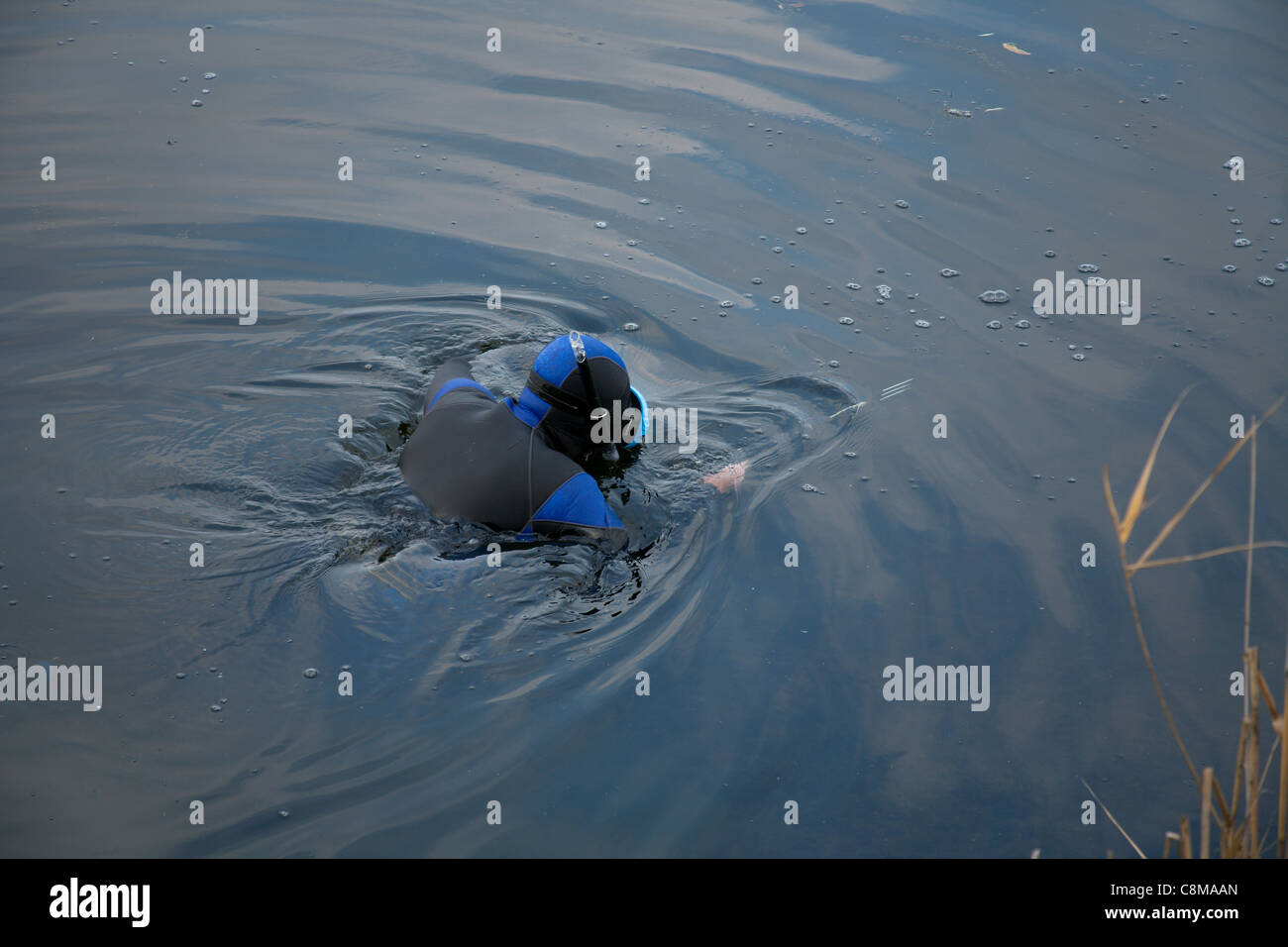 Underwater hunter is immersed in water to hunt Stock Photo - Alamy