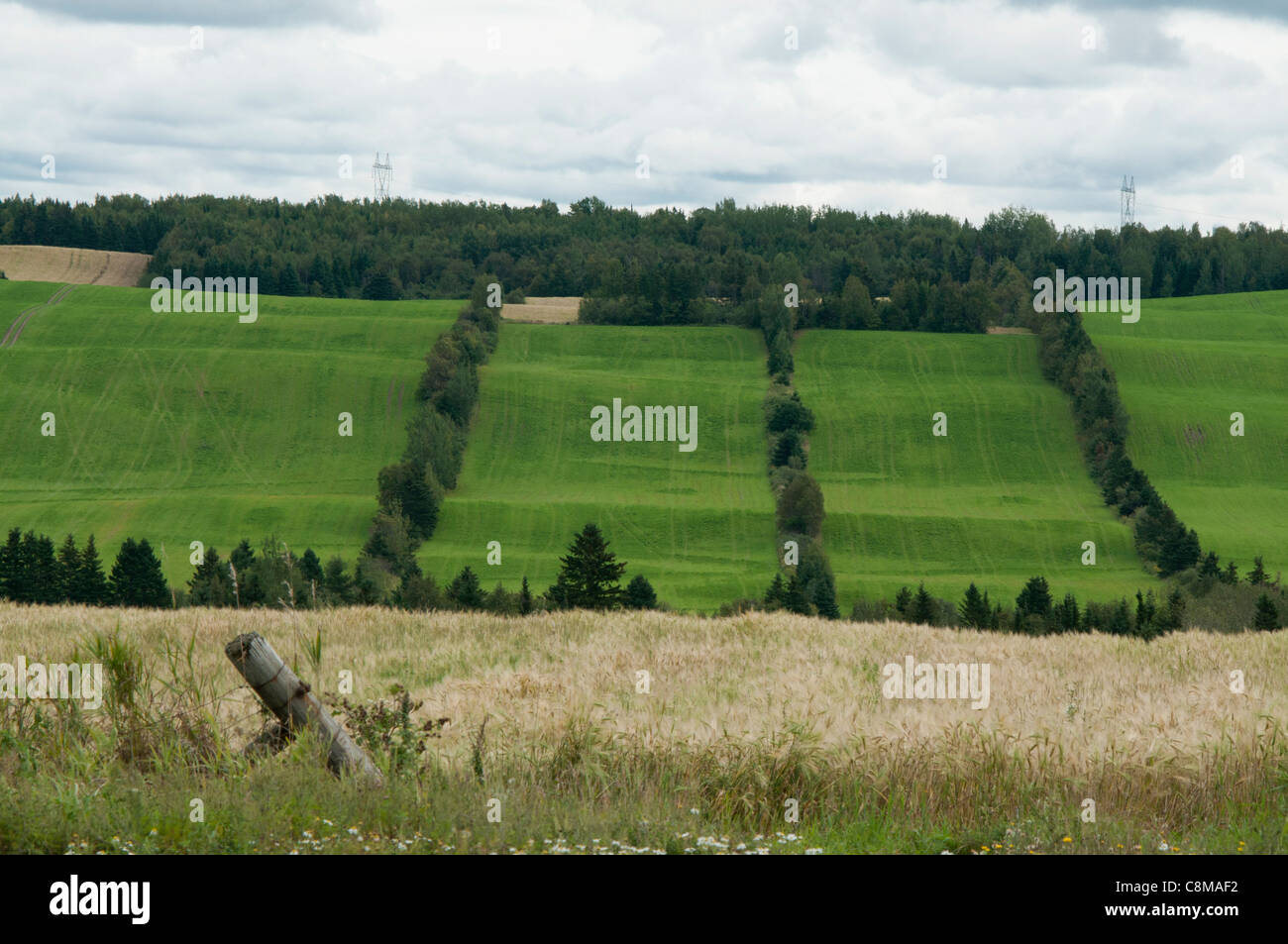 A divided field of a farm for variety of crop growing in Quebec, Canada ...