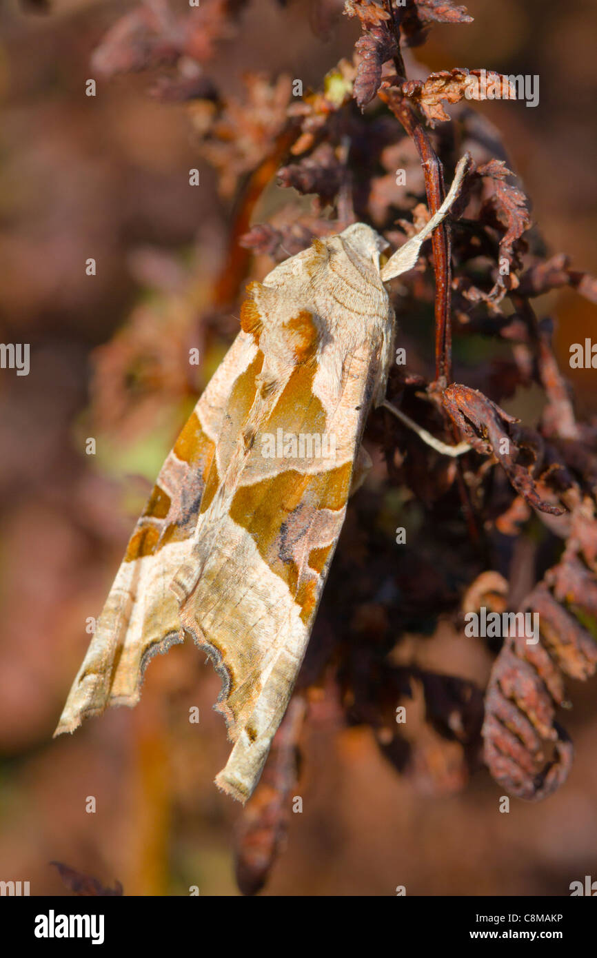 Angle shades moth hi-res stock photography and images - Alamy