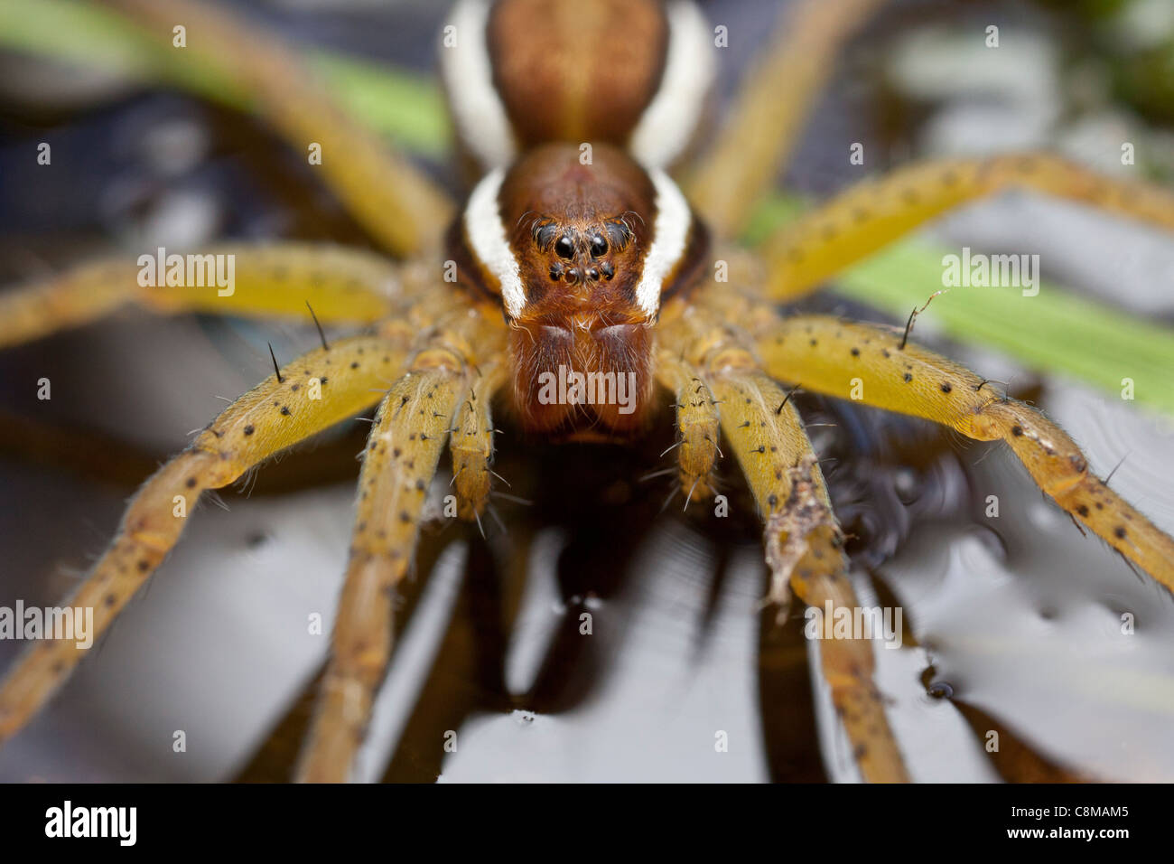 Water spider surface hi-res stock photography and images - Alamy