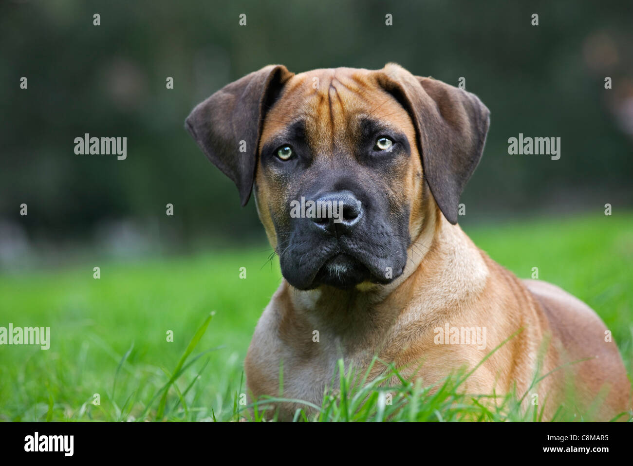 American Bull Molosser