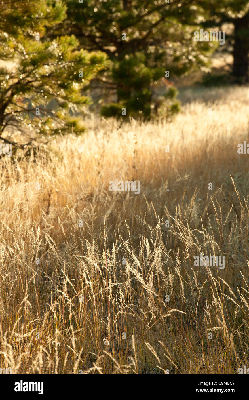 Autumn in arizona high country hi-res stock photography and images - Alamy