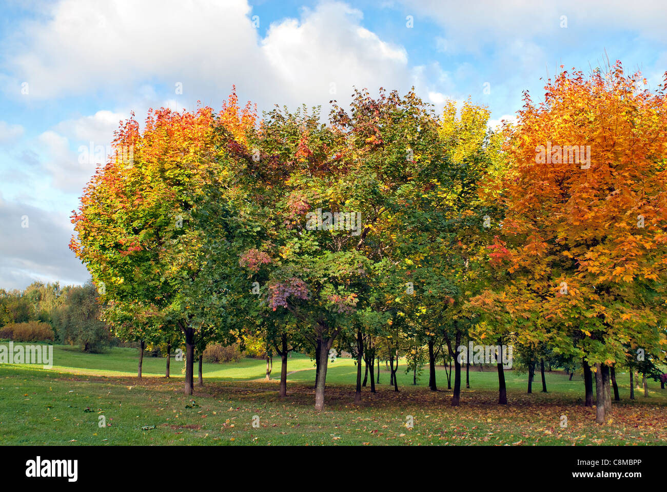 Trees at autumn colors in park Stock Photo - Alamy