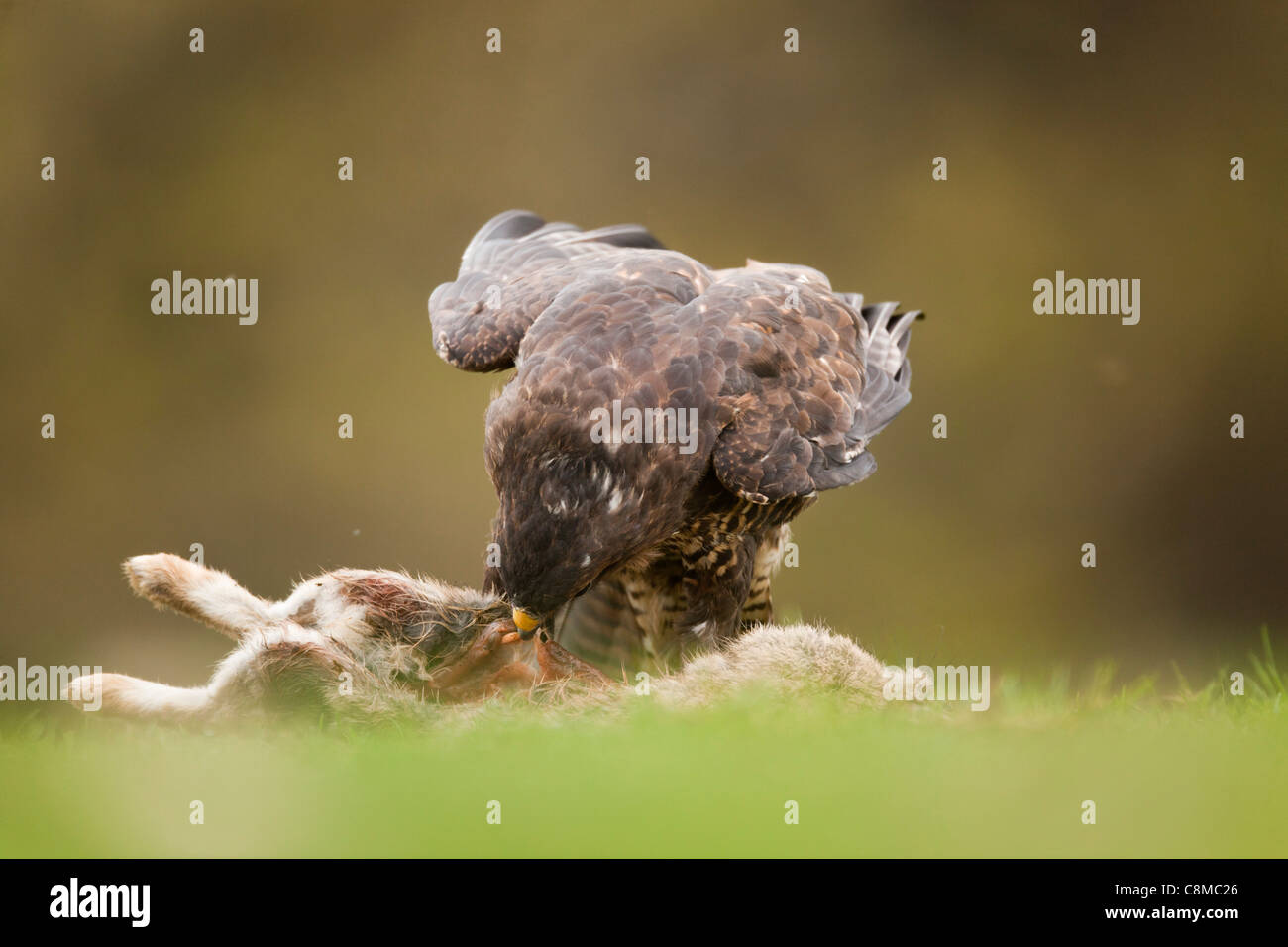 Dead buzzard hi-res stock photography and images - Alamy