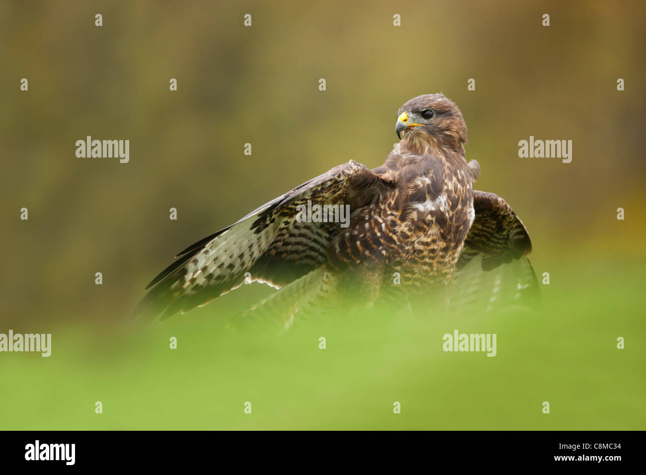 Buzzard feather hi-res stock photography and images - Alamy