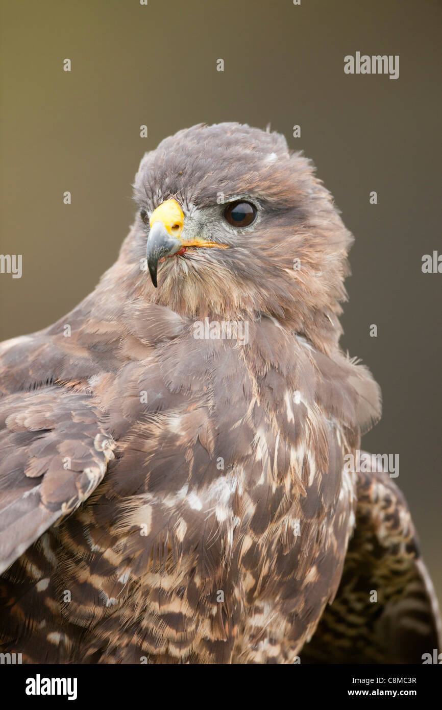 Buzzard uk hi-res stock photography and images - Alamy