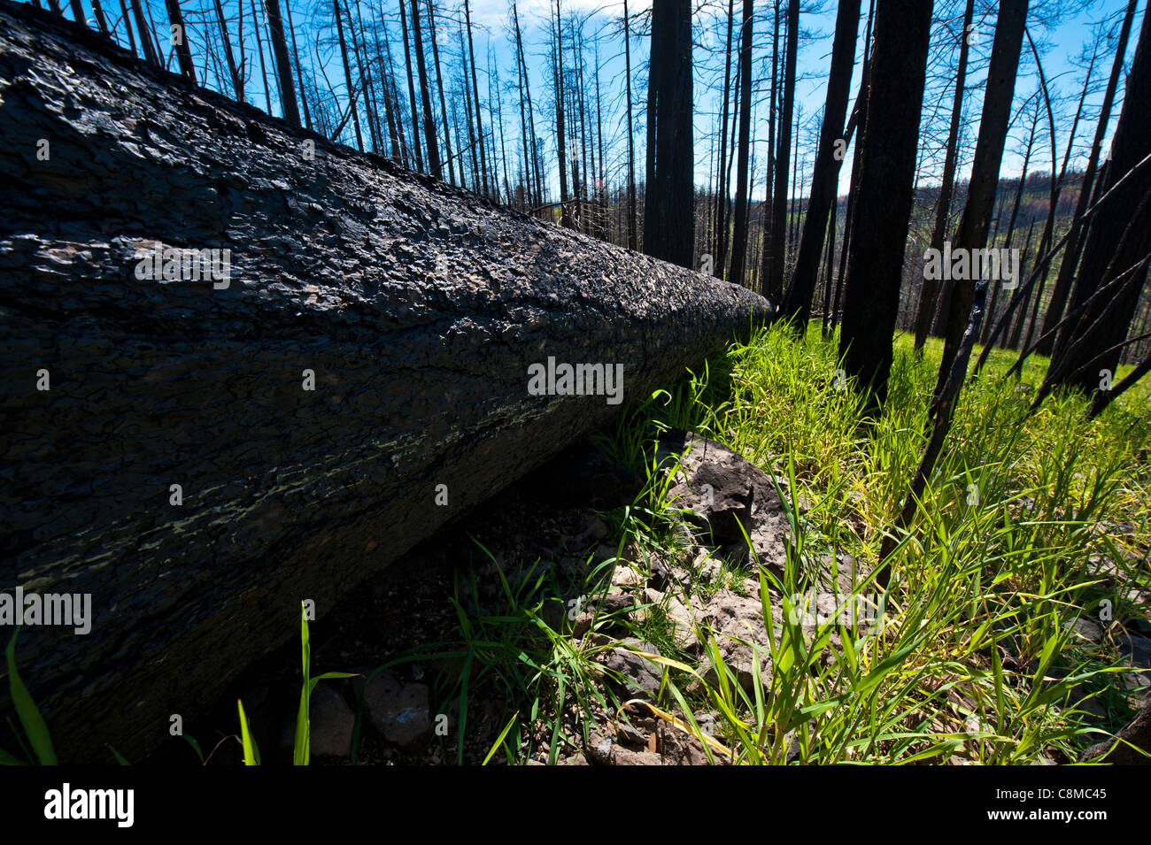 The Wallow Fire, named for the Bear Wallow Wilderness area where the ...