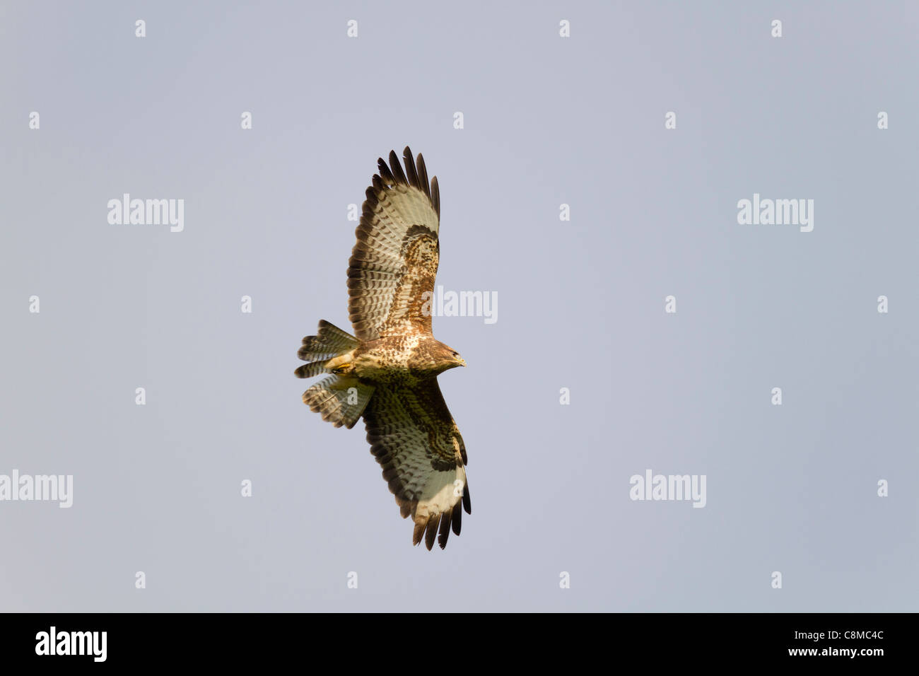 Buzzard; Buteo buteo; UK; in flight Stock Photo - Alamy