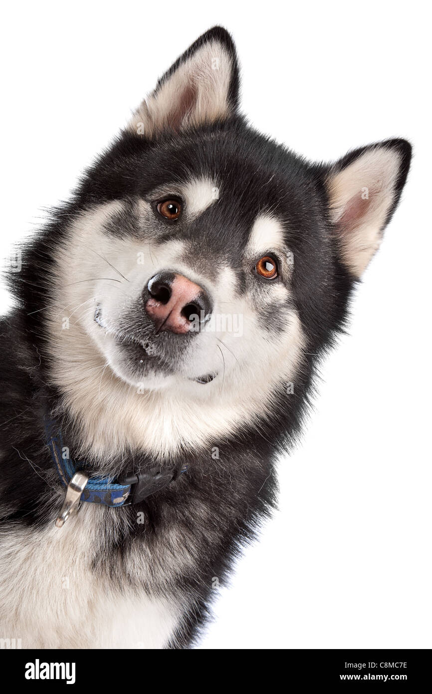Alaskan Malamute in front of a white background Stock Photo - Alamy