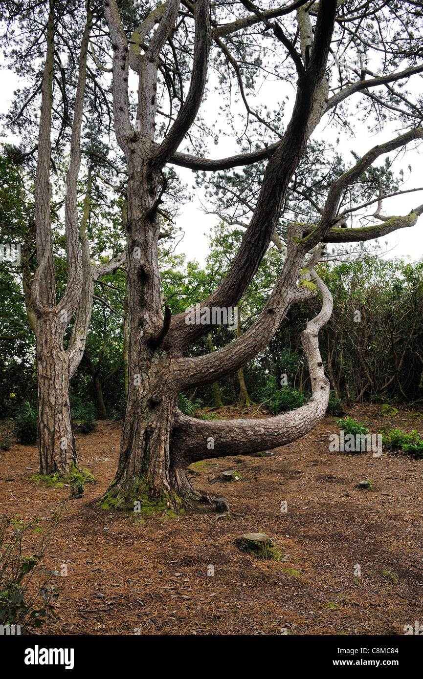 Scary spooky hi-res stock photography and images - Alamy