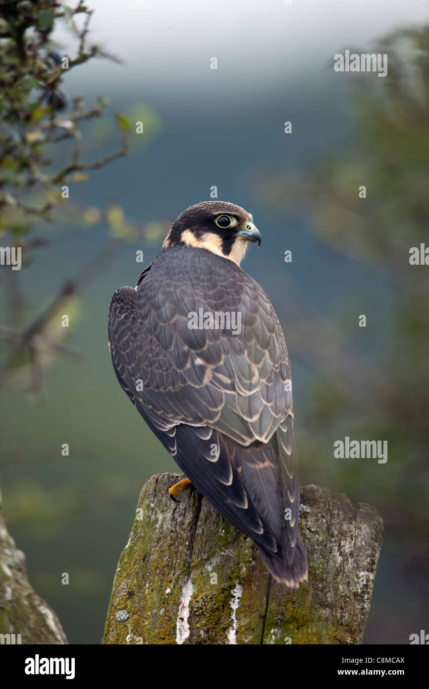 Hobby; Falco subbuteo; juvenile; UK Stock Photo - Alamy