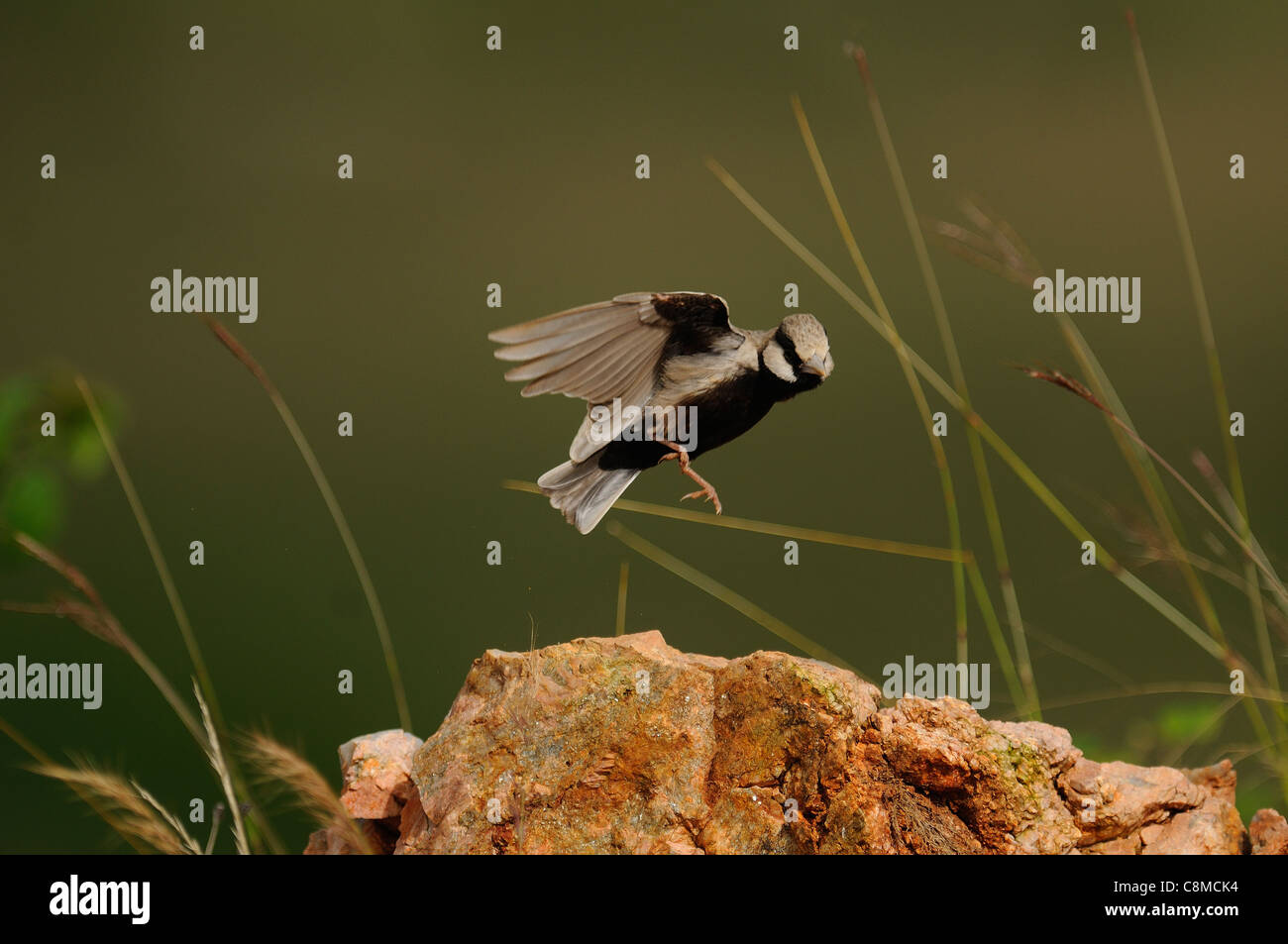 Male Ashy-crowned Sparrow-Lark landing on a rock Stock Photo - Alamy