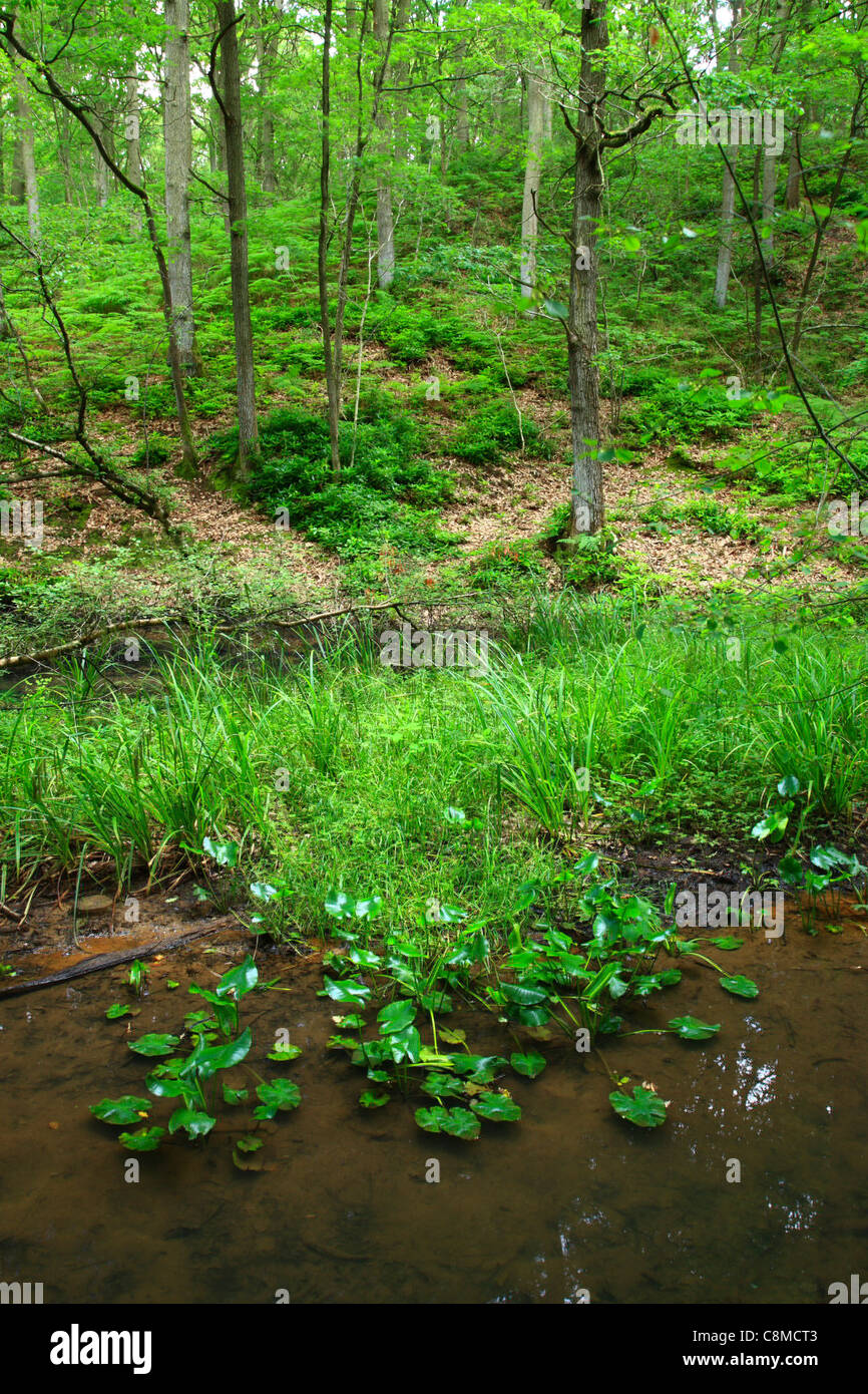 Typical woodland scene at the Wyre Forest Near Bewdley, Worcestershire ...
