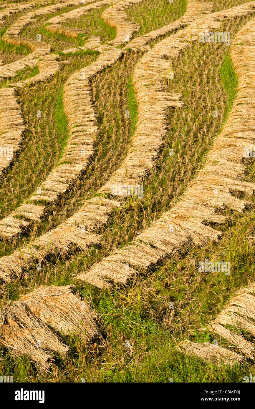 Rice crop laid out to dry. Vietnam Stock Photo - Alamy