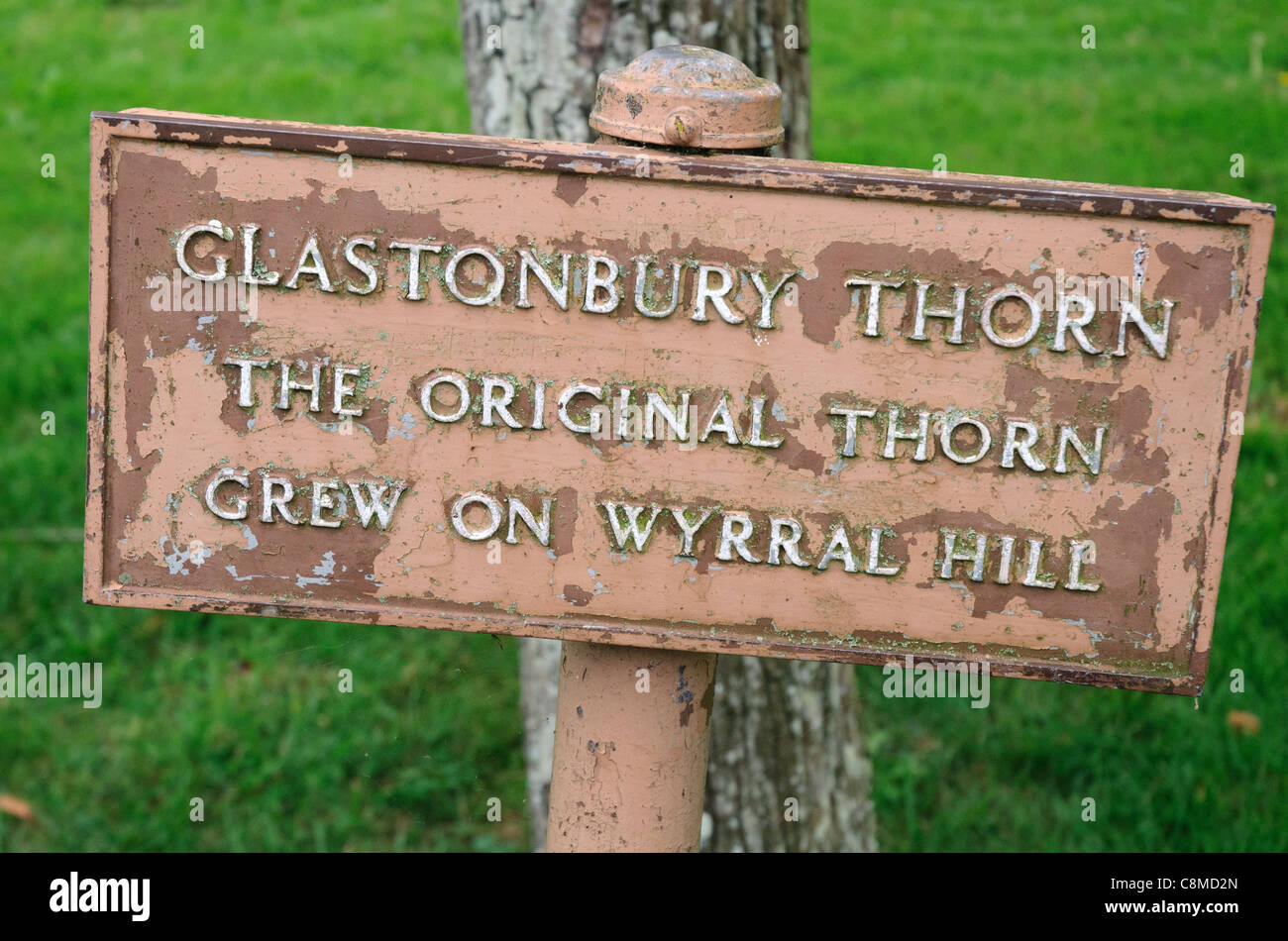 A sign describing the Holy Thorn Tree at Glastonbury Abbey in Somerset ...