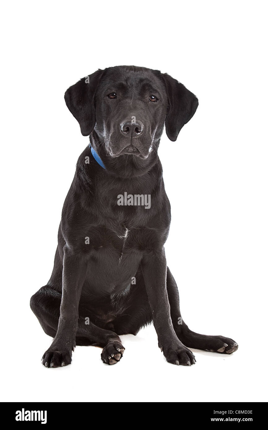 Black Labrador in front of a white background Stock Photo - Alamy