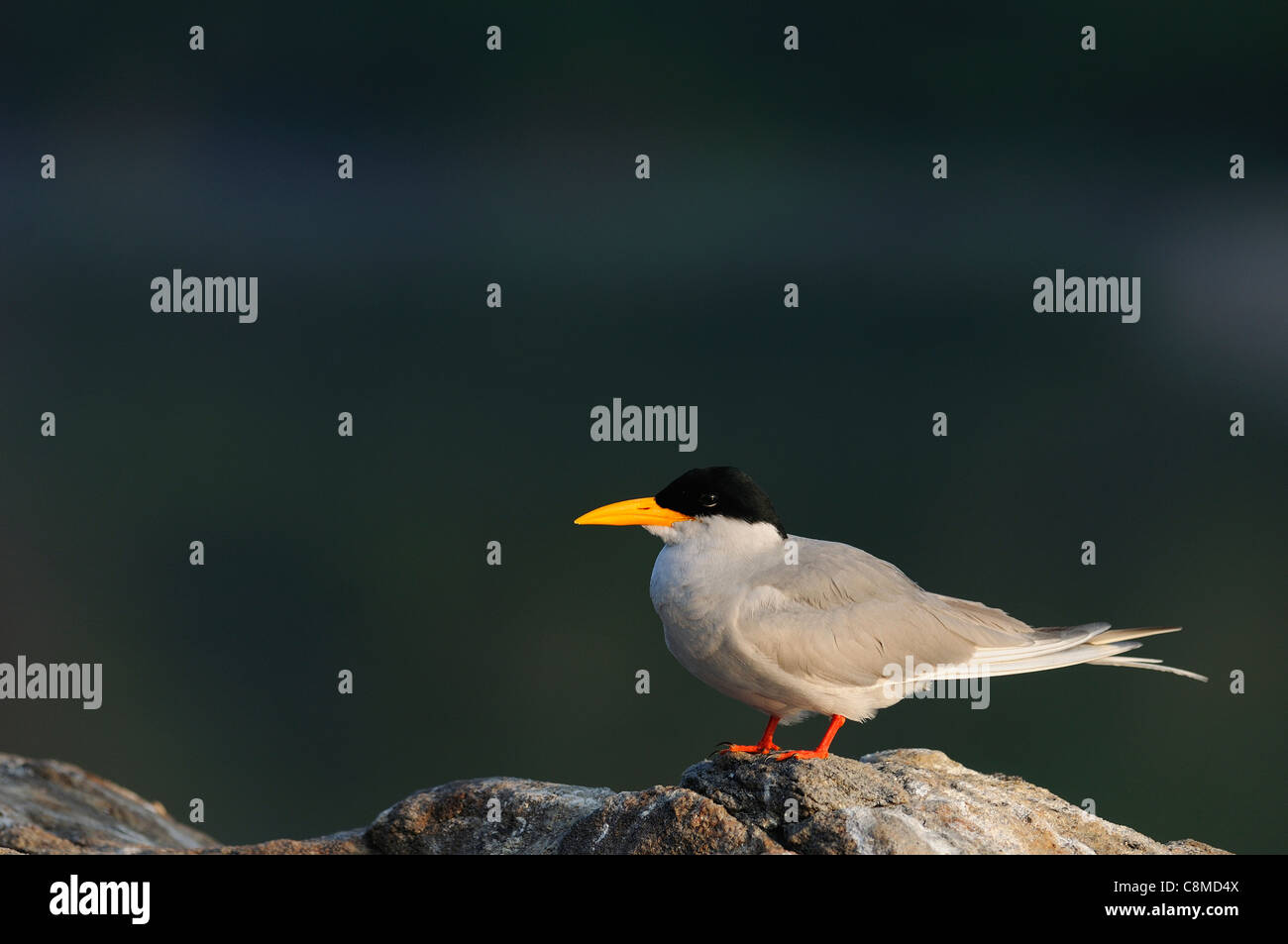 River Tern on a rock in the middle of the Cauvery River in ...