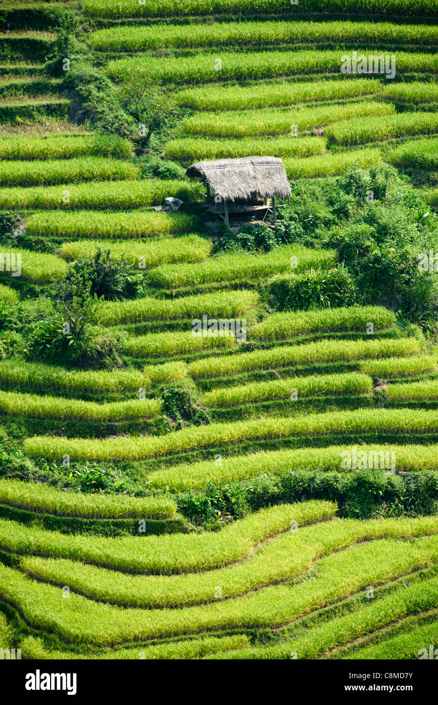 Rice crop terraces before harvest. North Vietnam Stock Photo - Alamy