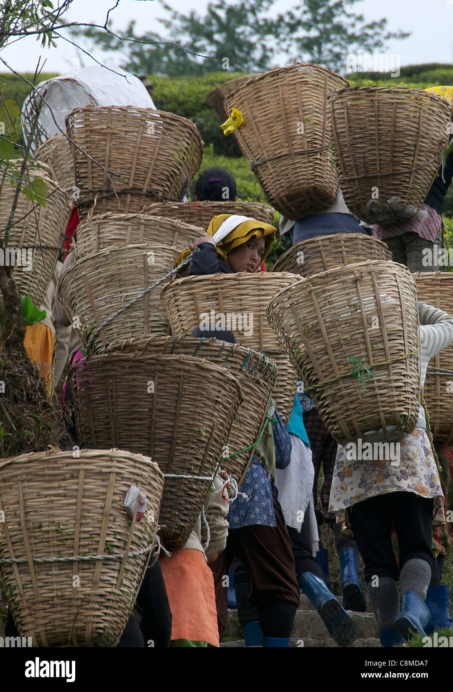 Female tea pickers carrying loaded baskets of picked tea leaves Temi ...