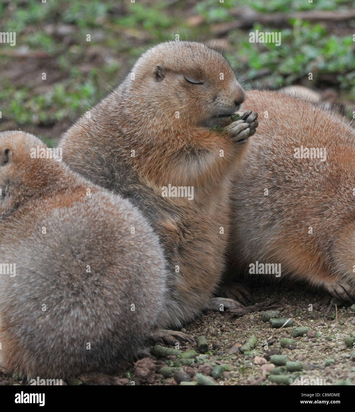PRAIRIE DOGS AT BRISTOL ZOO Stock Photo - Alamy