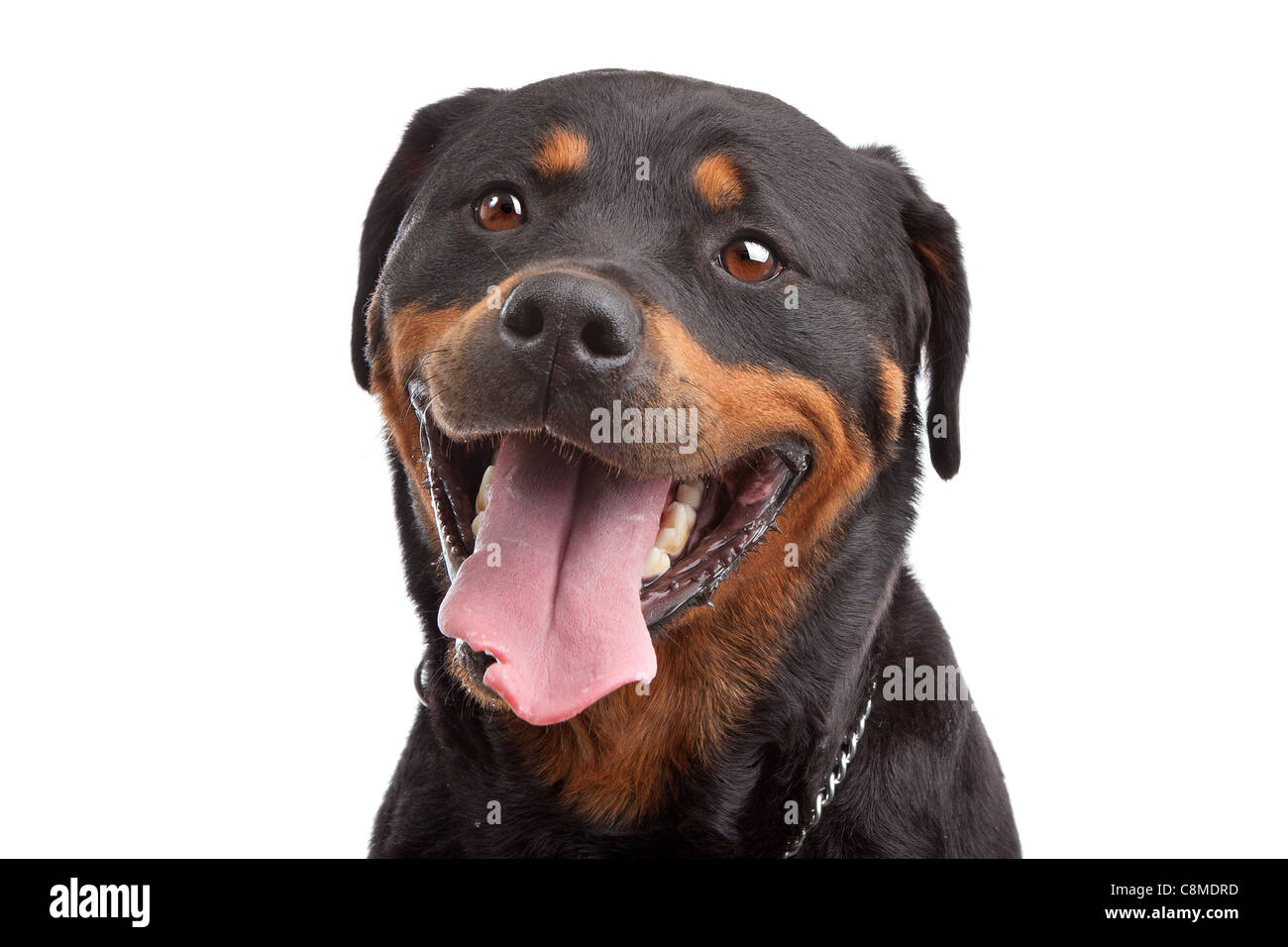 Rottweiler in front of a white background Stock Photo - Alamy