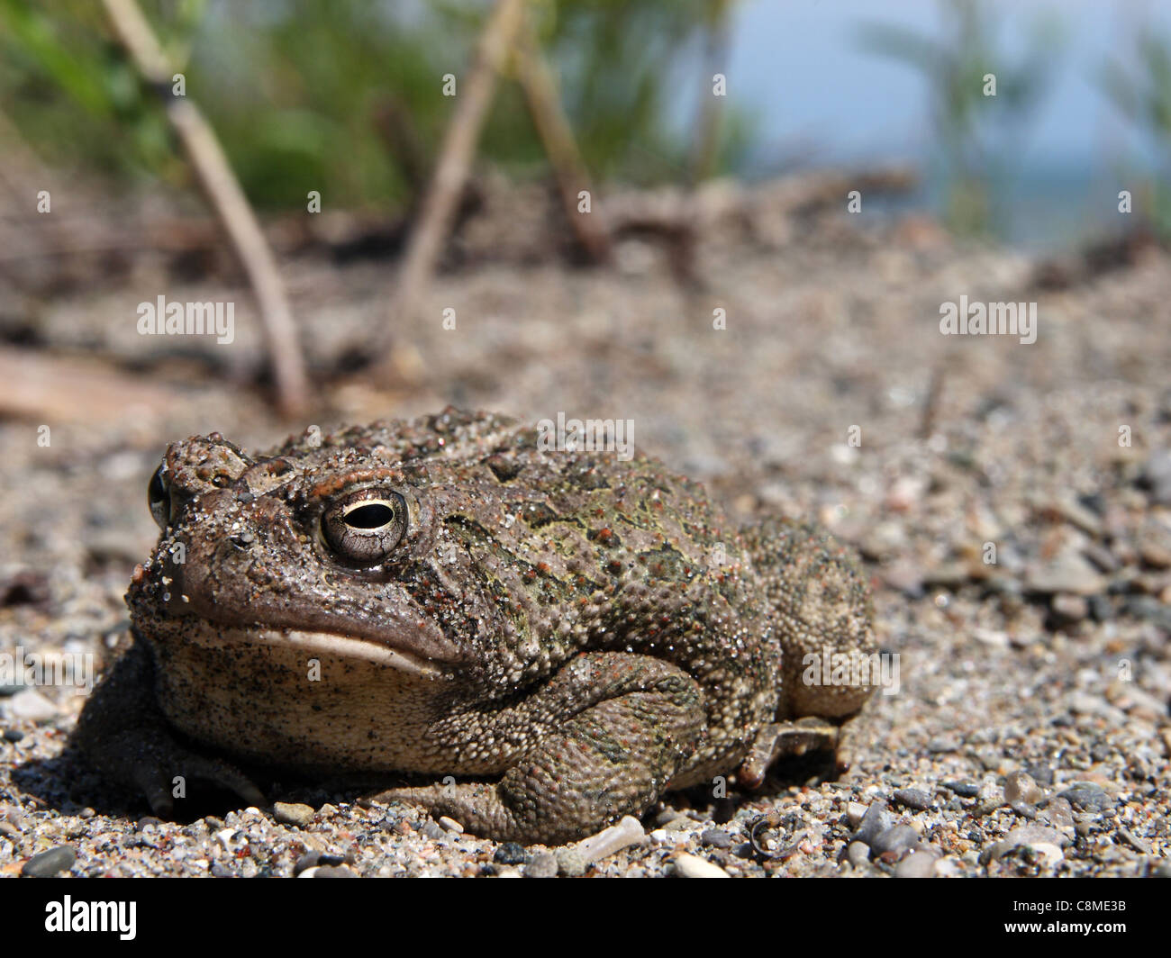 Fowler's Toad sitting on a beach in Ontario, Canada Stock Photo - Alamy