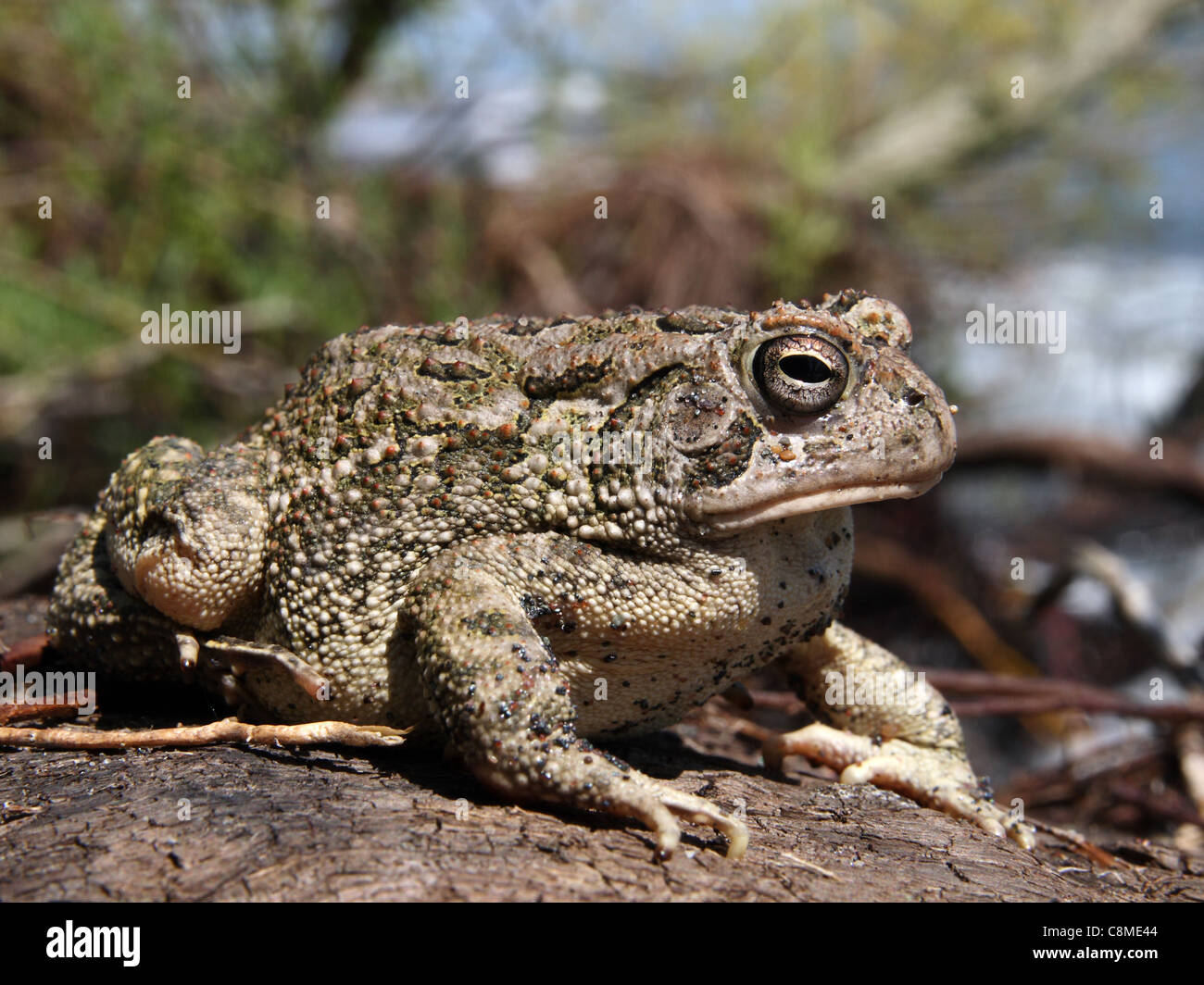 Fowlers hi-res stock photography and images - Alamy