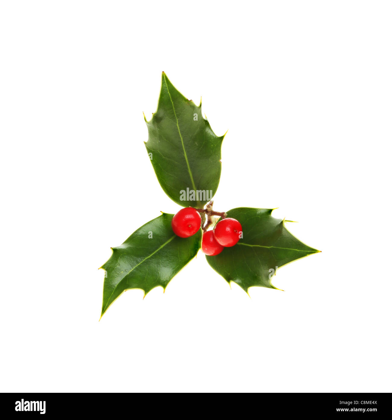Sprig of fresh holly with red ripe berries isolated against white Stock ...