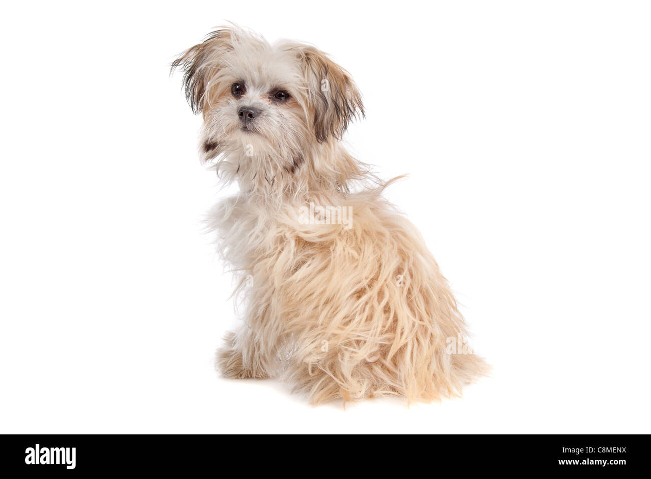 mixed breed mutt in front of a white background Stock Photo - Alamy