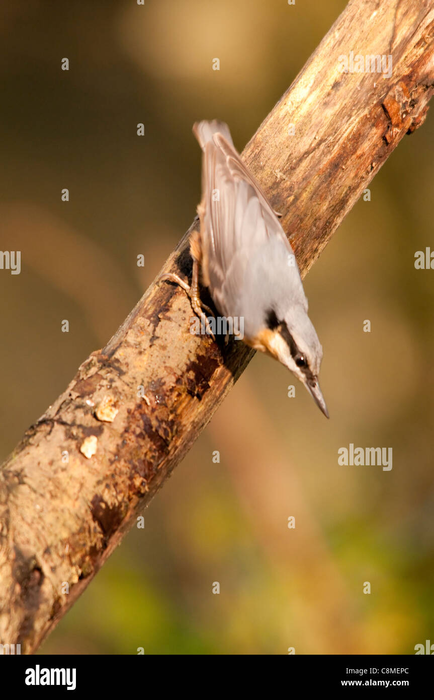 Nuthatch (sitta europaea) feeding and perching in woodland, Cheshire ...