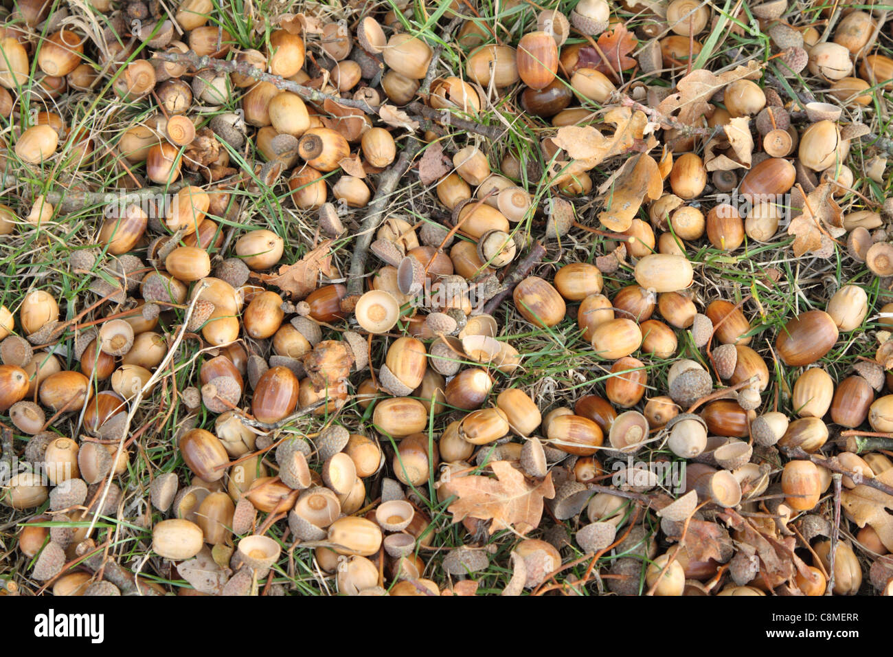 Acorns and grass hi-res stock photography and images - Alamy