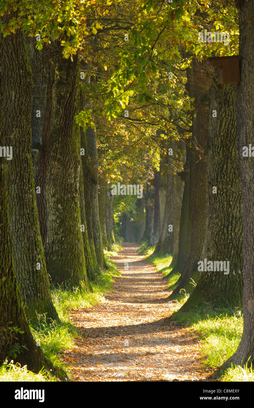 Oak leaf trail hi-res stock photography and images - Alamy