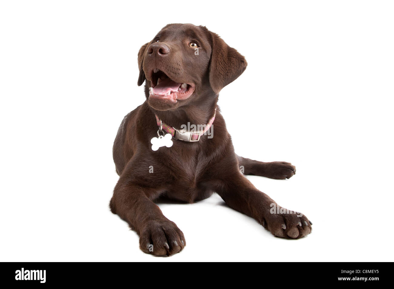 Chocolate Labrador in front of a white background Stock Photo - Alamy