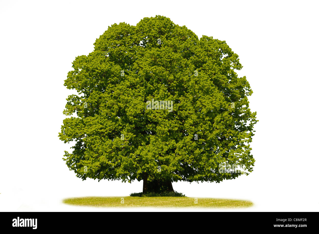 Linden tree hi-res stock photography and images - Alamy