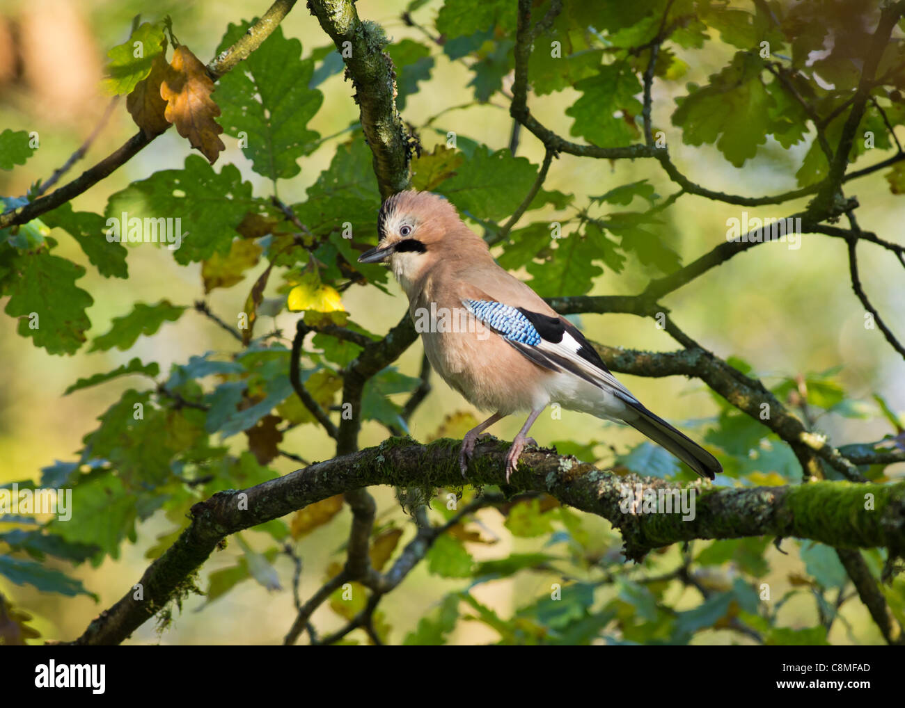 European Jay (Garrulus glandarius Stock Photo - Alamy