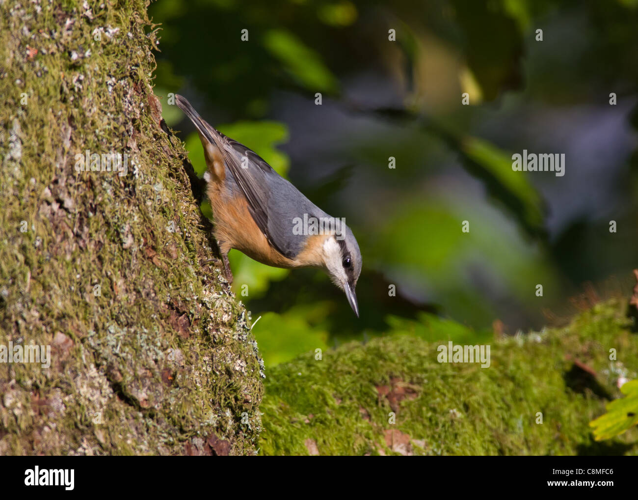 British nuthatch hi-res stock photography and images - Alamy