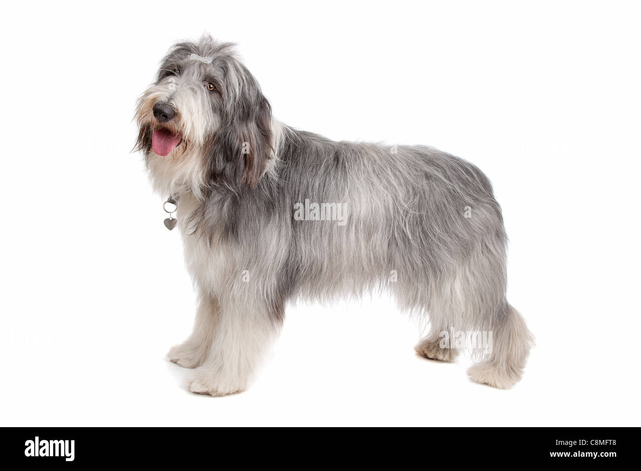 Bearded sheepdog hi-res stock photography and images - Alamy
